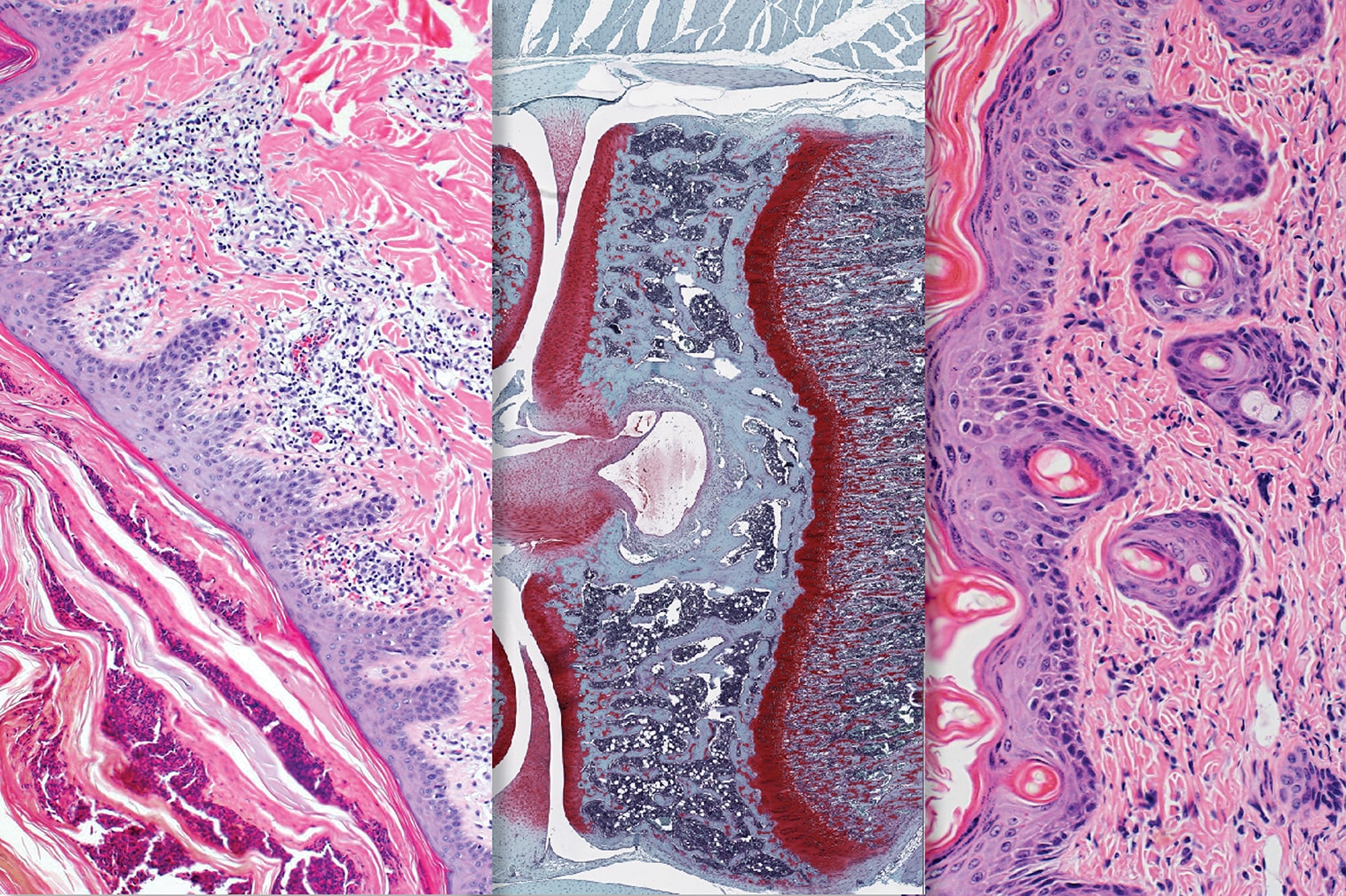 The Society of Toxicologic Pathology (STP